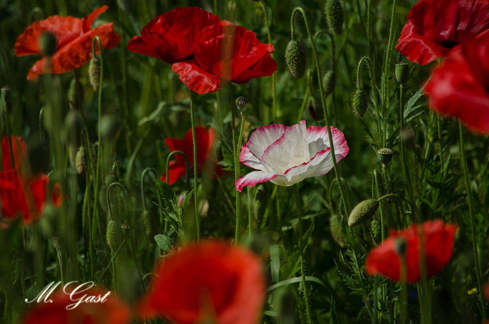 Mohnblumen: Warum wir Mohn so lieben – Mystik Moments Fotografie