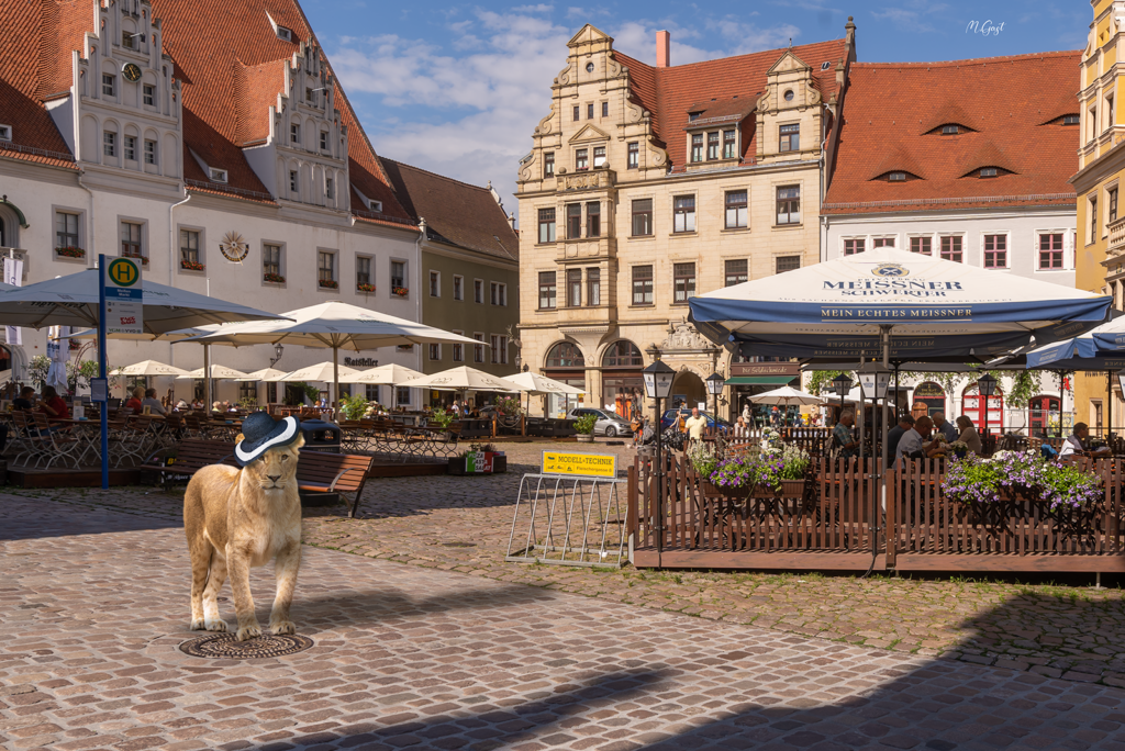Eilmeldung – Löwin in Meißen angekommen und jetzt als Touristin getarnt ...